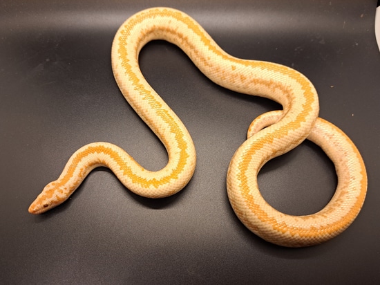 Mono Strip Adult Female Rosy Boa by Primo's Reptiles