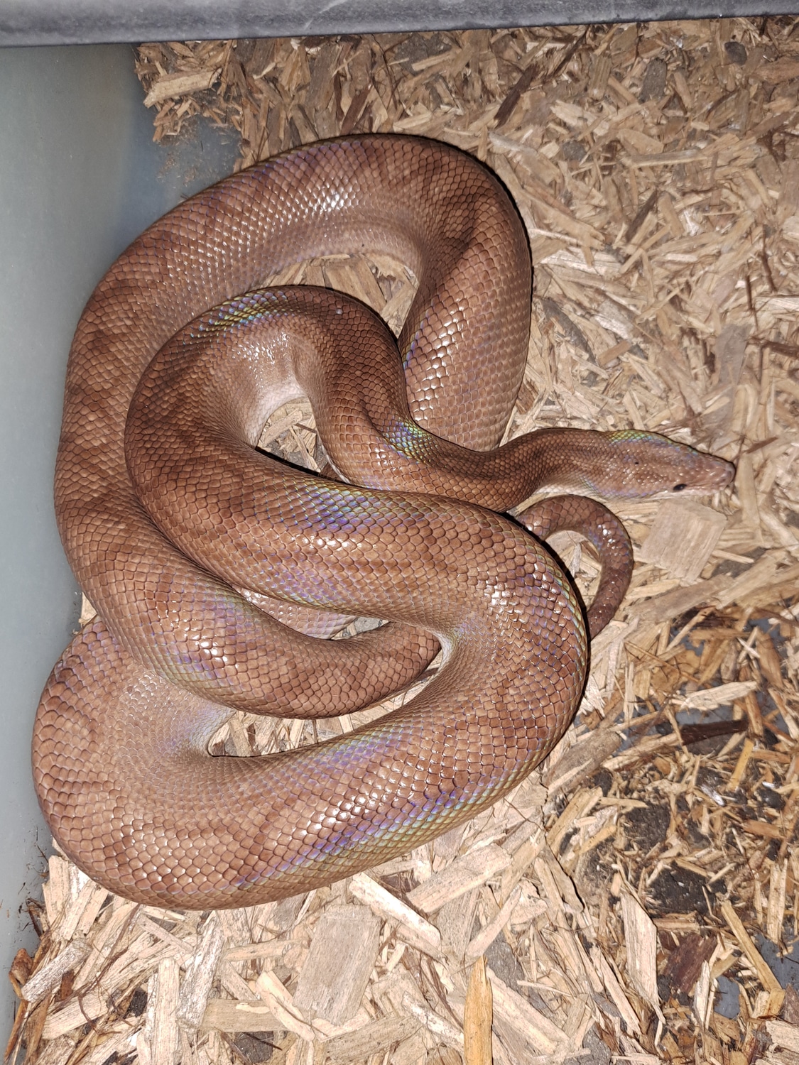 Het Lucy Girl Colombian Rainbow Boa by Primo's Reptiles - MorphMarket