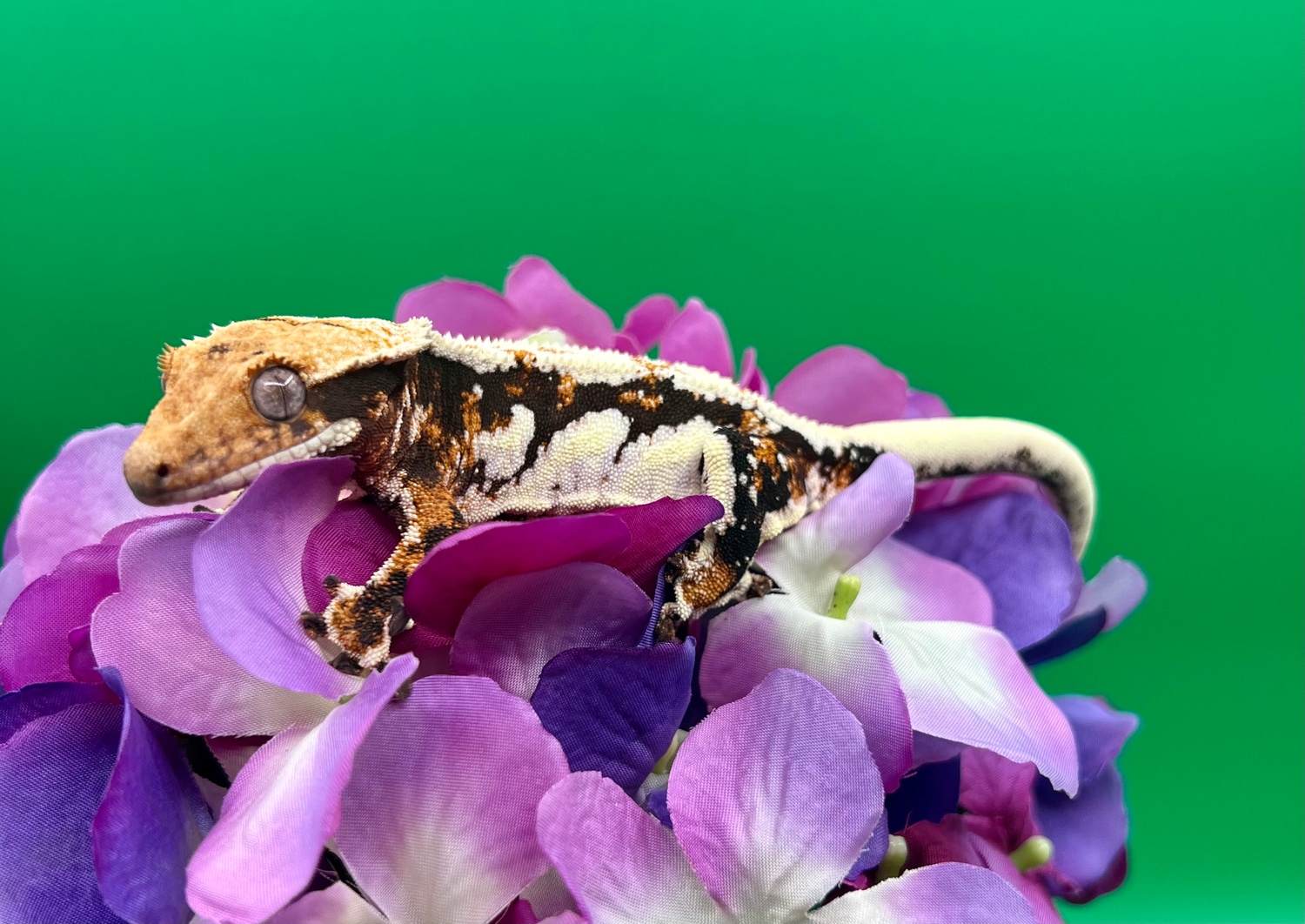 Tri-color Lilly White Crested Gecko by Lit Geckos & Exotics - MorphMarket