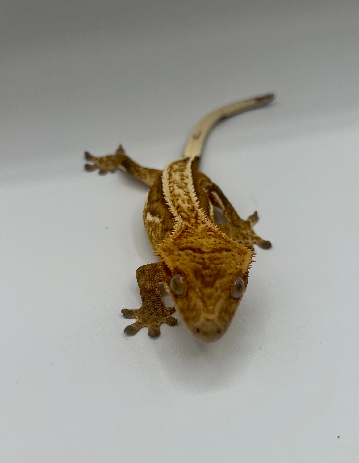 Female Quad Stripe Crested Gecko by Lit Geckos & Exotics - MorphMarket