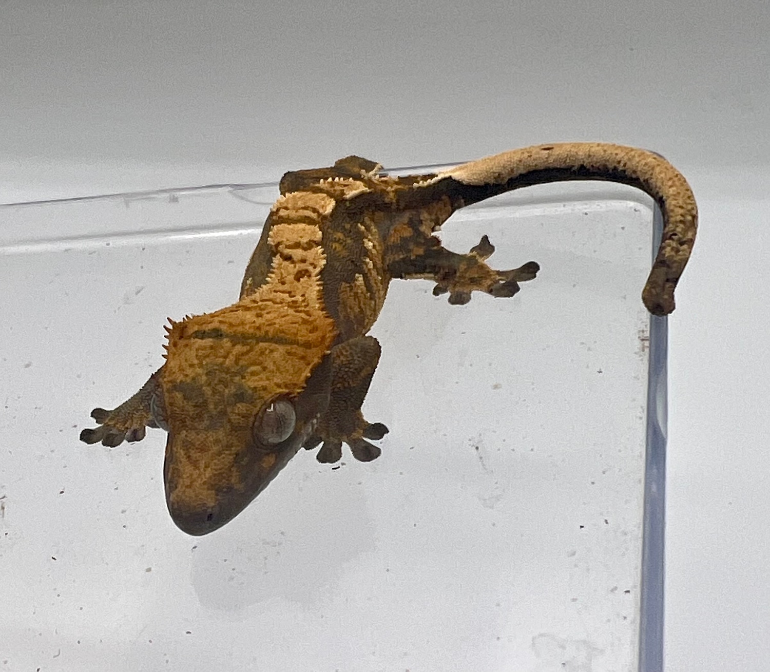 Xtreme Harliquin Crested Gecko by Lit Geckos & Exotics - MorphMarket