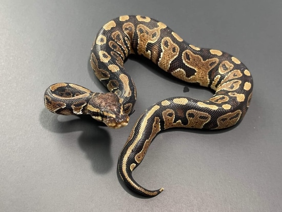 Normal 50% DH SK Axanthic Pied Ball Python by River Rat Reptiles