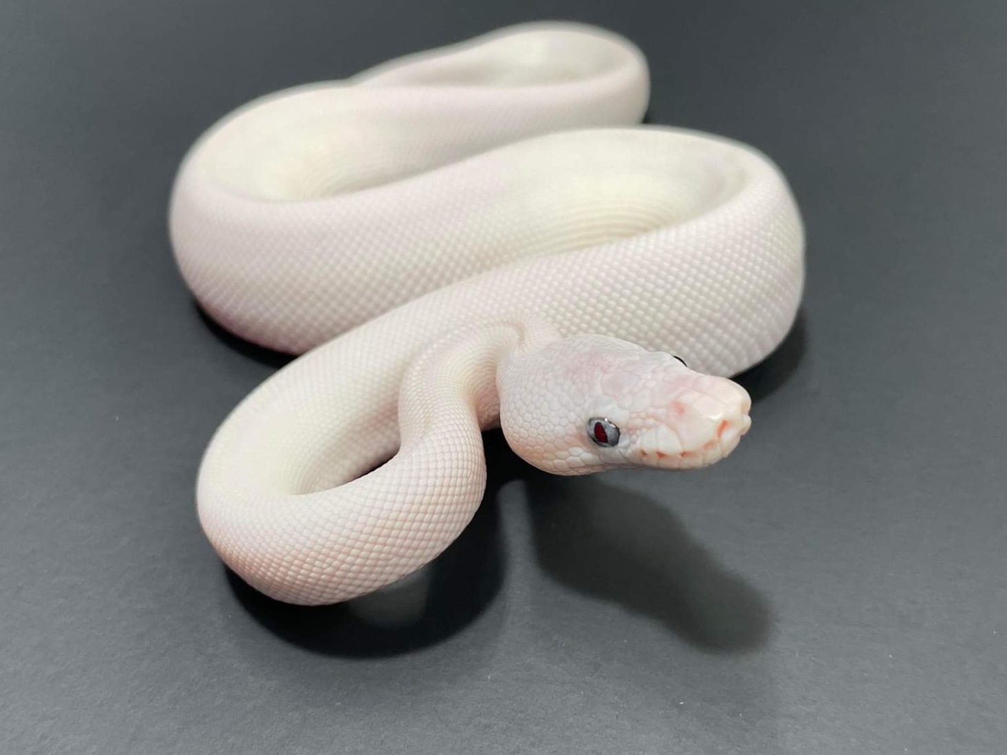 Mocha Mojave BEL Poss Fire/Vanilla Het Hypo Ball Python by River Rat ...