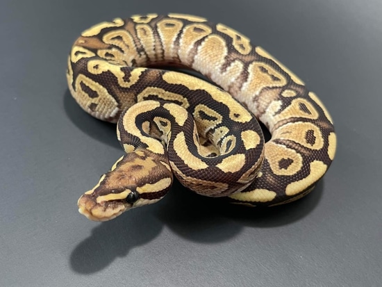 Mocha Fire/Vanilla Het Hypo Ball Python by River Rat Reptiles