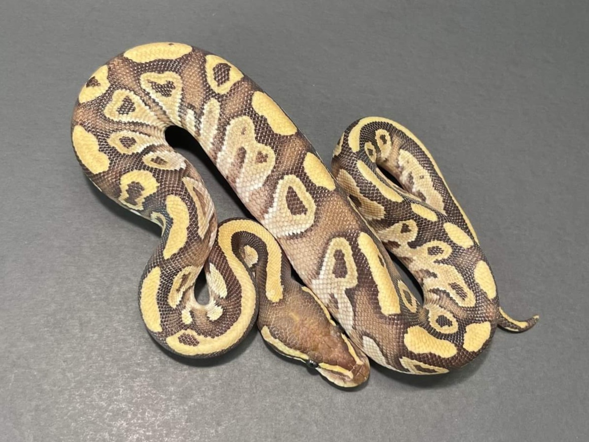 Mojave Fire/Vanilla Het Hypo Ball Python by River Rat Reptiles ...