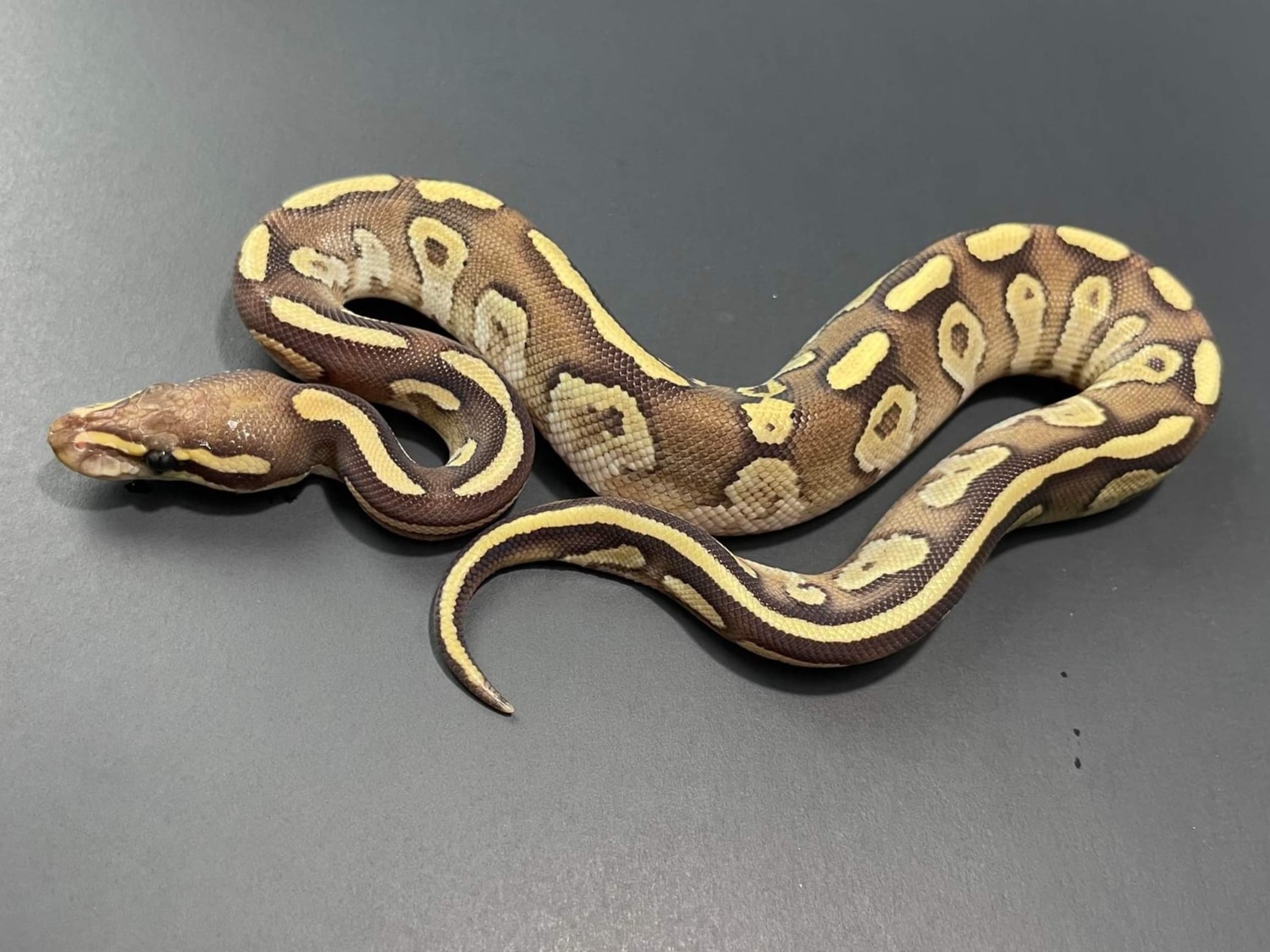 Mojave Fire/Vanilla Het Hypo Ball Python by River Rat Reptiles ...