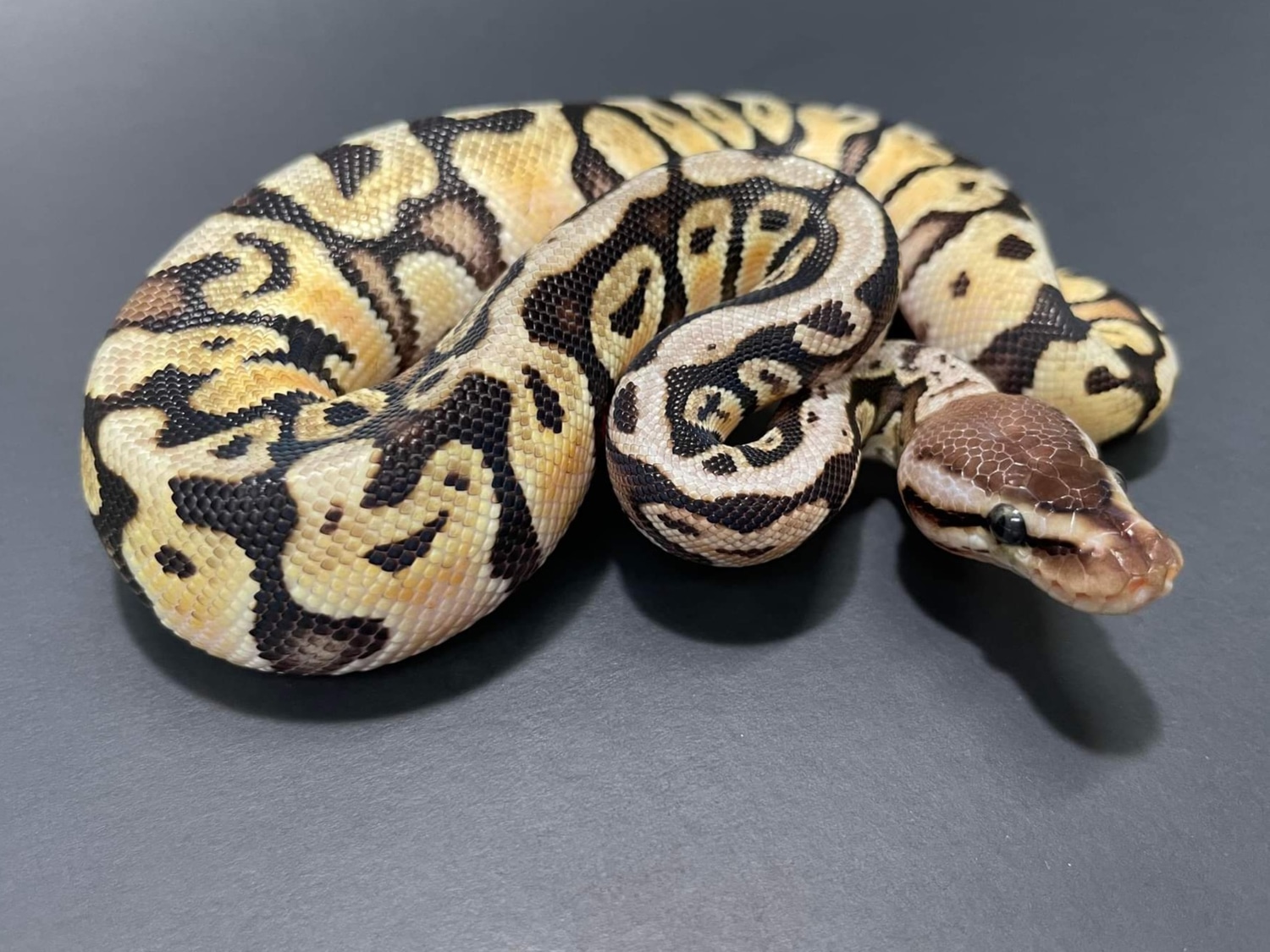 Pastel Hidden Gene Woma 66% Het Clown Ball Python by River Rat Reptiles ...