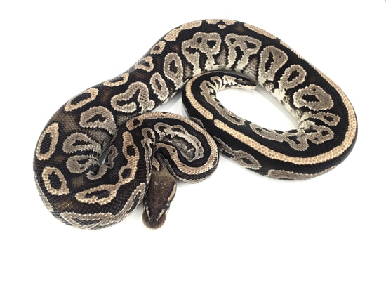 Bongo Ball Python by River Rat Reptiles