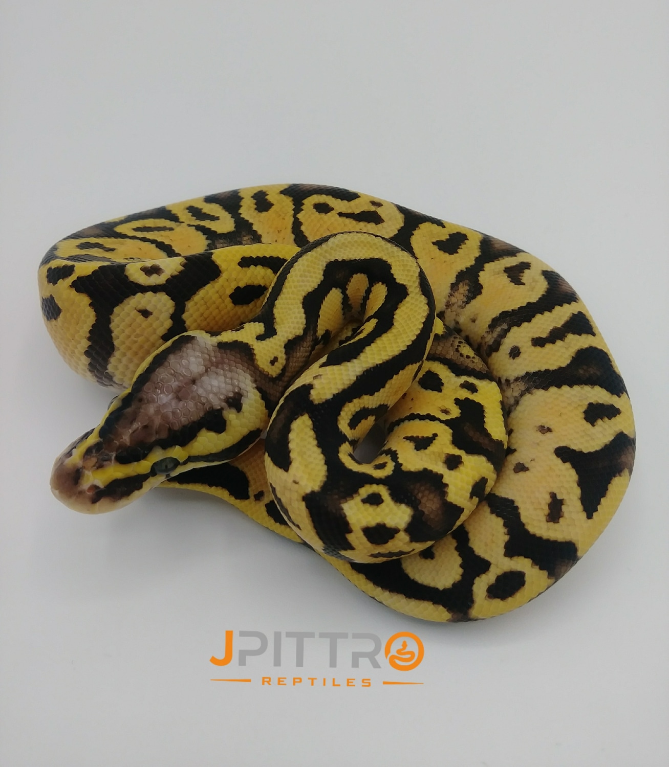 Firefly 100% Het Clown 50% Het Pied. Ball Python by JPittro Reptiles ...