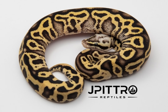 Firefly Leopard 100% Het Clown Pos Het Pied Ball Python by JPittro Reptiles