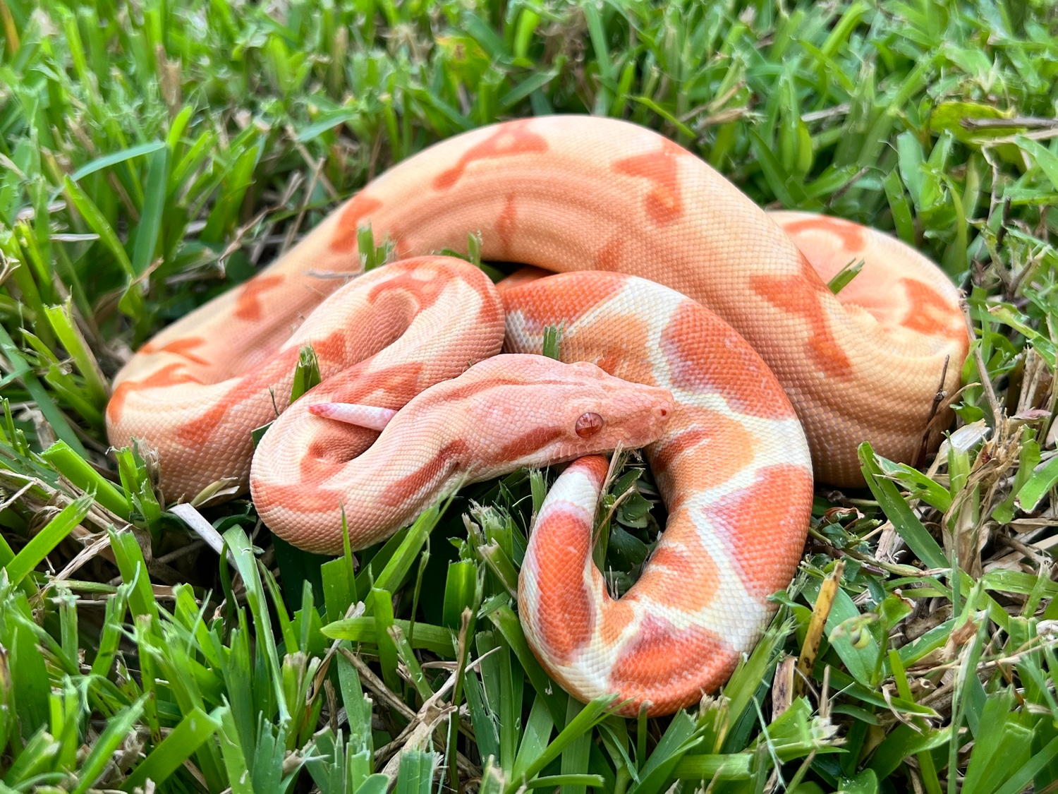 22’ Kahl Sunglow Jungle 50% Het Blood Boa Constrictor by JPL Reptiles ...
