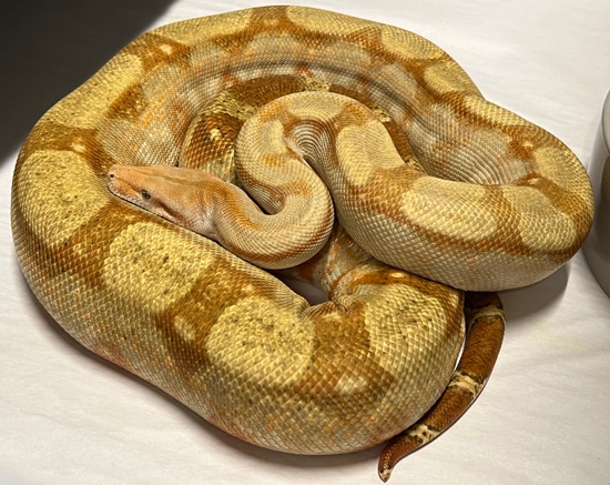 21’ CA T+ Fire Boa Constrictor by JPL Reptiles