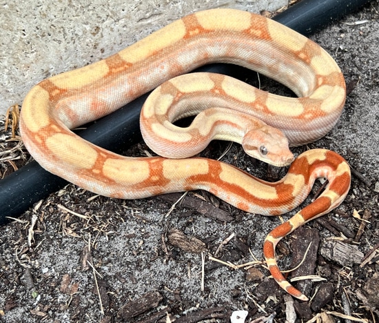 ‘23 CA T+ Sunglow Motley Fire Boa Constrictor by JPL Reptiles