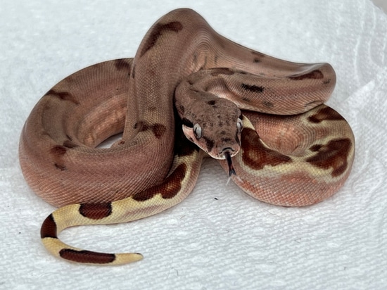‘24 Hypo (Likely Super) KRP Dutch Pastel Lipstick Line Het Kahl Boa ...