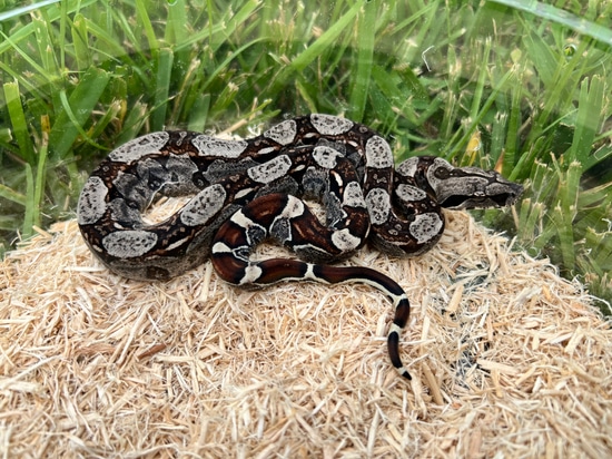 KRP IMG Poss Jungle 66% Lipstick Line Kahl Albino Boa Constrictor by ...