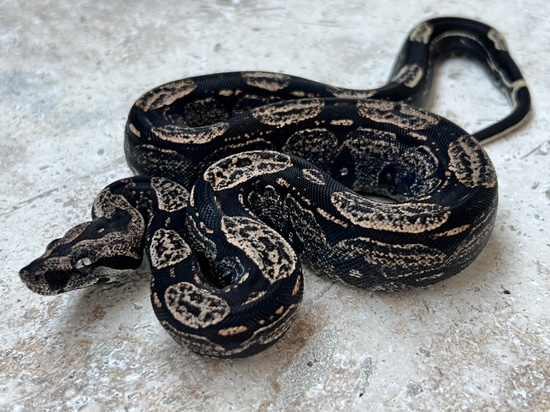 KRP IMG Arabesque Poss Jungle 66% Lipstick Line Kahl Albino Boa ...