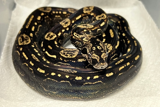 KRP IMG Arabesque Aztec Jungle 66% Lipstick Line Kahl Albino Boa ...