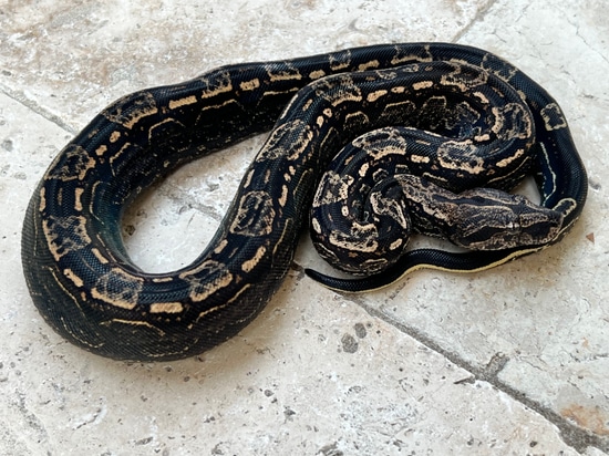 KRP IMG Arabesque Aztec 66% Lipstick Line Kahl Albino Boa Constrictor ...