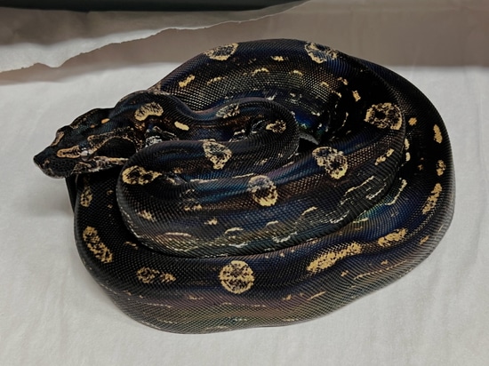 KRP IMG Arabesque Aztec Jungle 66% Lipstick Line Kahl Albino Boa ...
