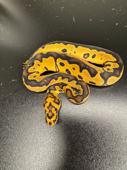 Fire / Vanilla Clown Ball Python by JPM_Morphs Reptiles