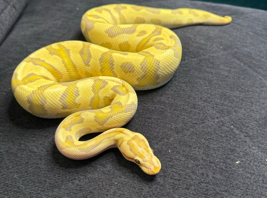 Od Fire Crypton Het DG Ball Python by JPM_Morphs Reptiles