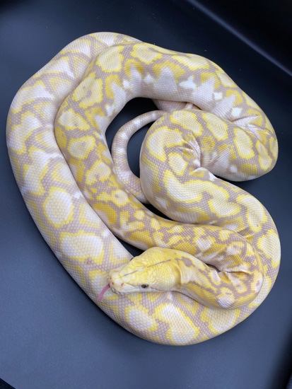 Cb14 75%superdwarf Purple Snow Reticulated Python by JPRetics