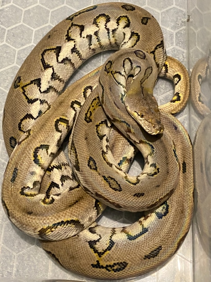 Cb19 Harlequin Poss Het Anery Reticulated Python by JPRetics