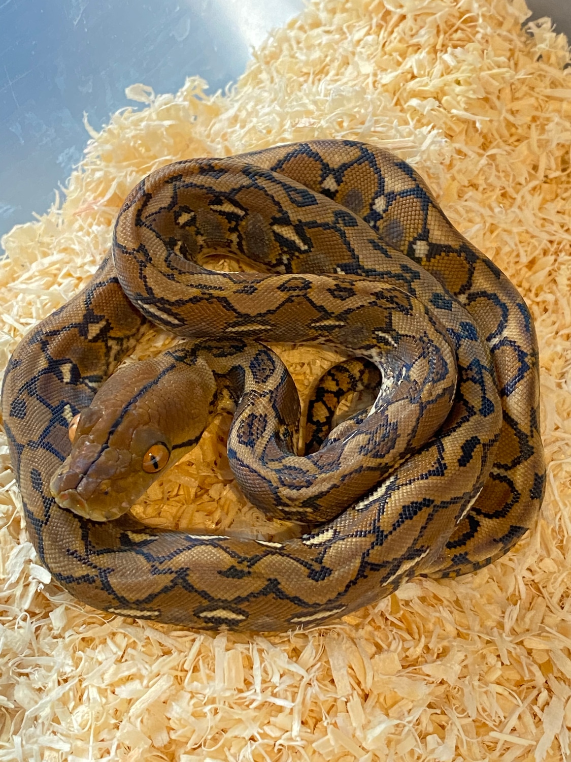 Pure Selayar Dwarf Female Reticulated Python by JPRetics - MorphMarket