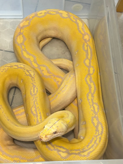 37.5%sd 25%d Lavender Gc Het Snow Proven Female Reticulated Python by ...
