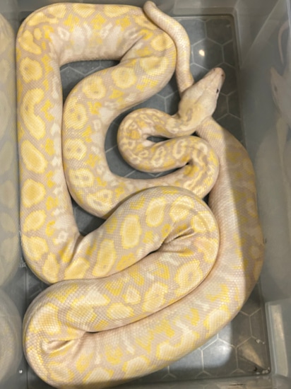 75%sd Lavender Het Snow Cb15 Reticulated Python by JPRetics