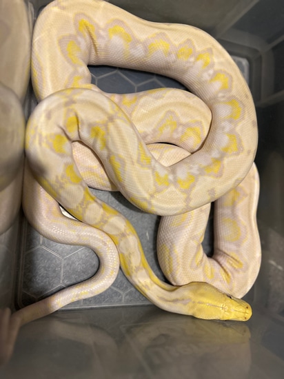 75%sd Lavender Snow Reticulated Python by JPRetics