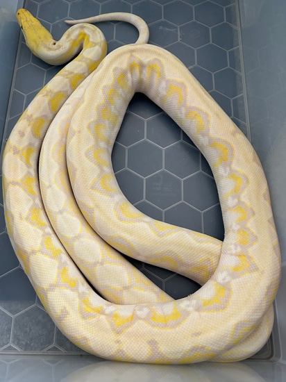 75%sd Lavender Snow Reticulated Python by JPRetics