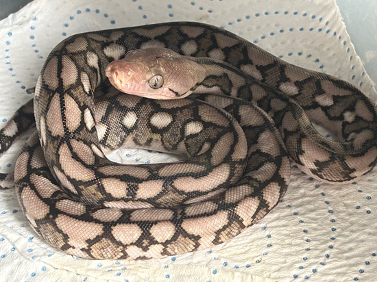 75%sd Anery Tiger Het Snow Reticulated Python by JPRetics