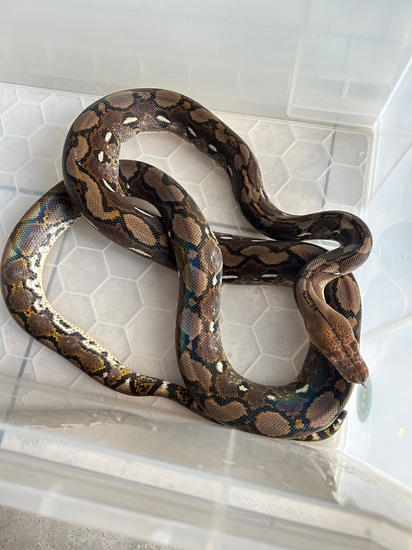 25%sd 100% Dh Ocelot Ogs Cb Reticulated Python by JPRetics