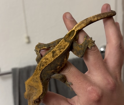 Axanthic Lilly White Crested Gecko by JP's Reptiles - MorphMarket