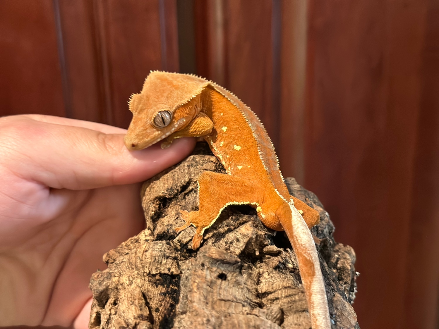 Red Phantom Porthole Crested Gecko by JP's Reptiles - MorphMarket