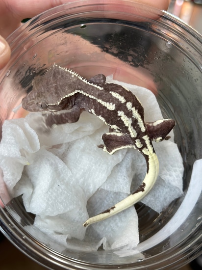 Axanthic Lilly White Crested Gecko by JP's Reptiles