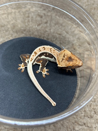100% Het Axanthic Lilly White Crested Gecko by JP's Reptiles
