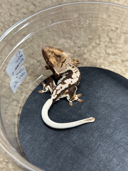 100% Het Axanthic Lilly White Crested Gecko by JP's Reptiles