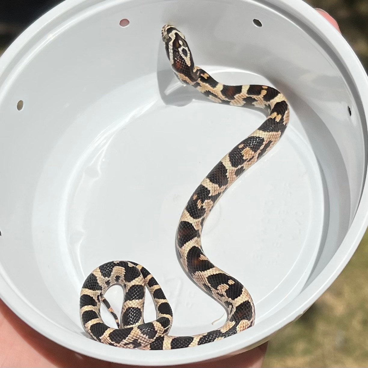 Jungle Super Corn (75% Corn/25% Cali King) Other Colubrid by JPT ...