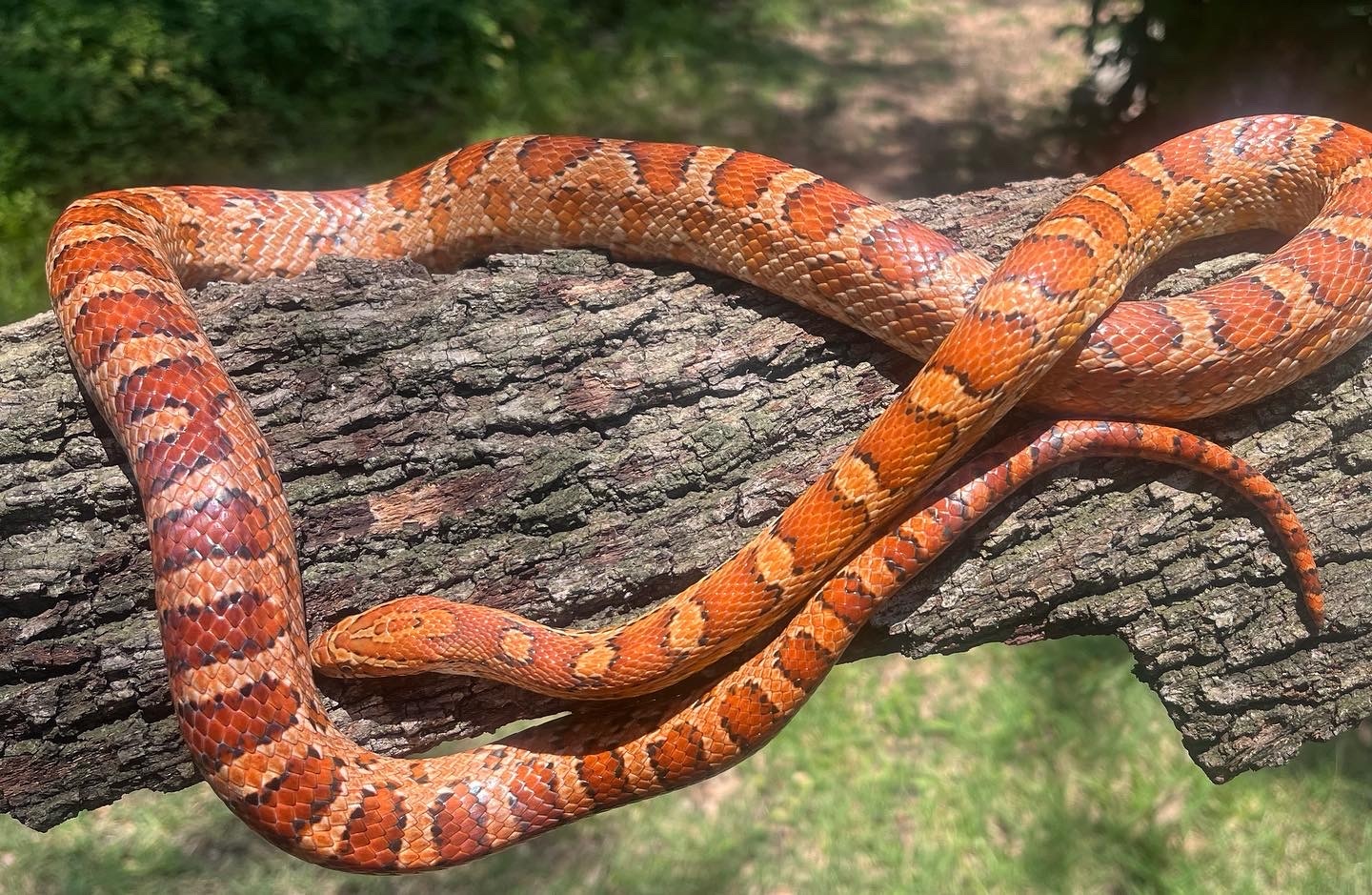 Corn Snake by Central Texas Reptile Co-op - MorphMarket