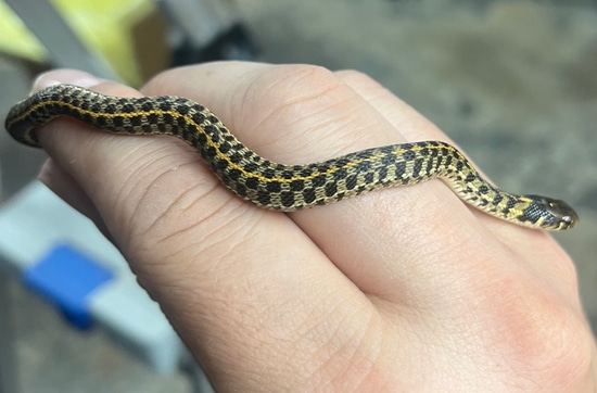 Checkered Garter Garter Snake by Central Texas Reptile Co-op