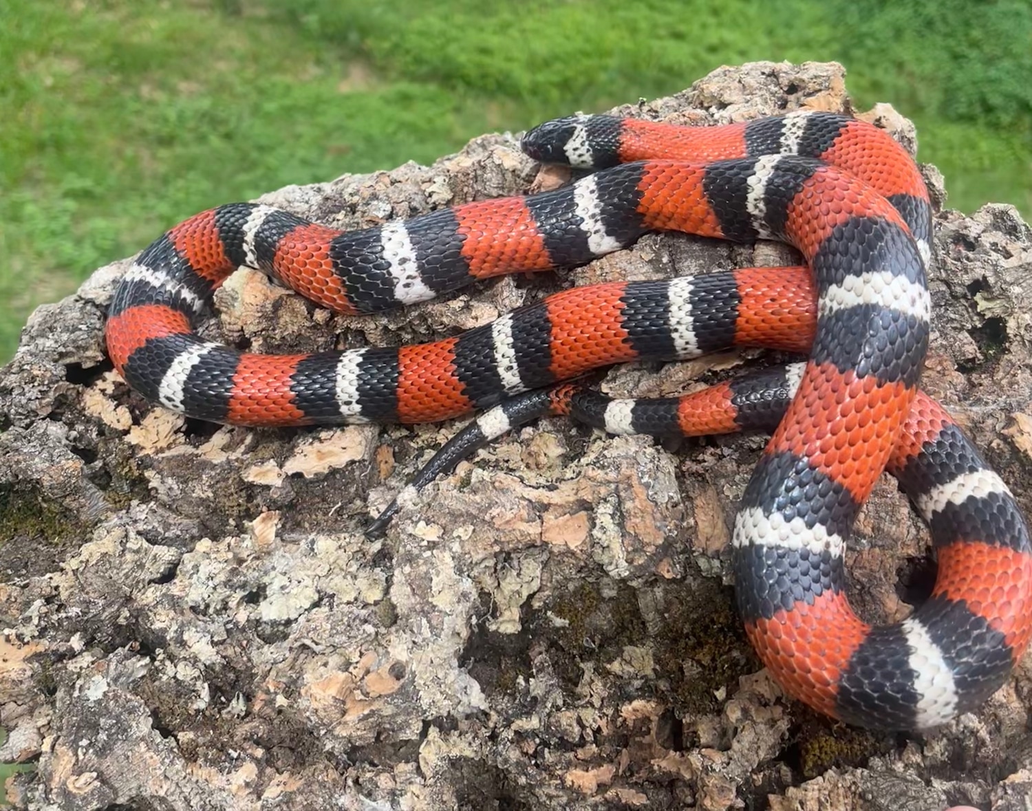 Carmen Nelson's Milk Snake by Central Texas Reptile Co-op - MorphMarket
