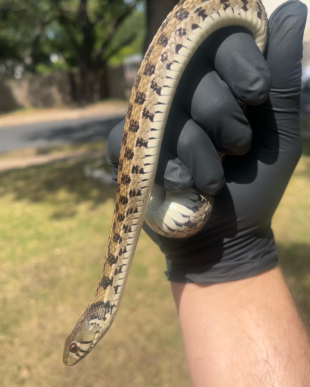 Pepper Garter Snake by Central Texas Reptile Co-op - MorphMarket