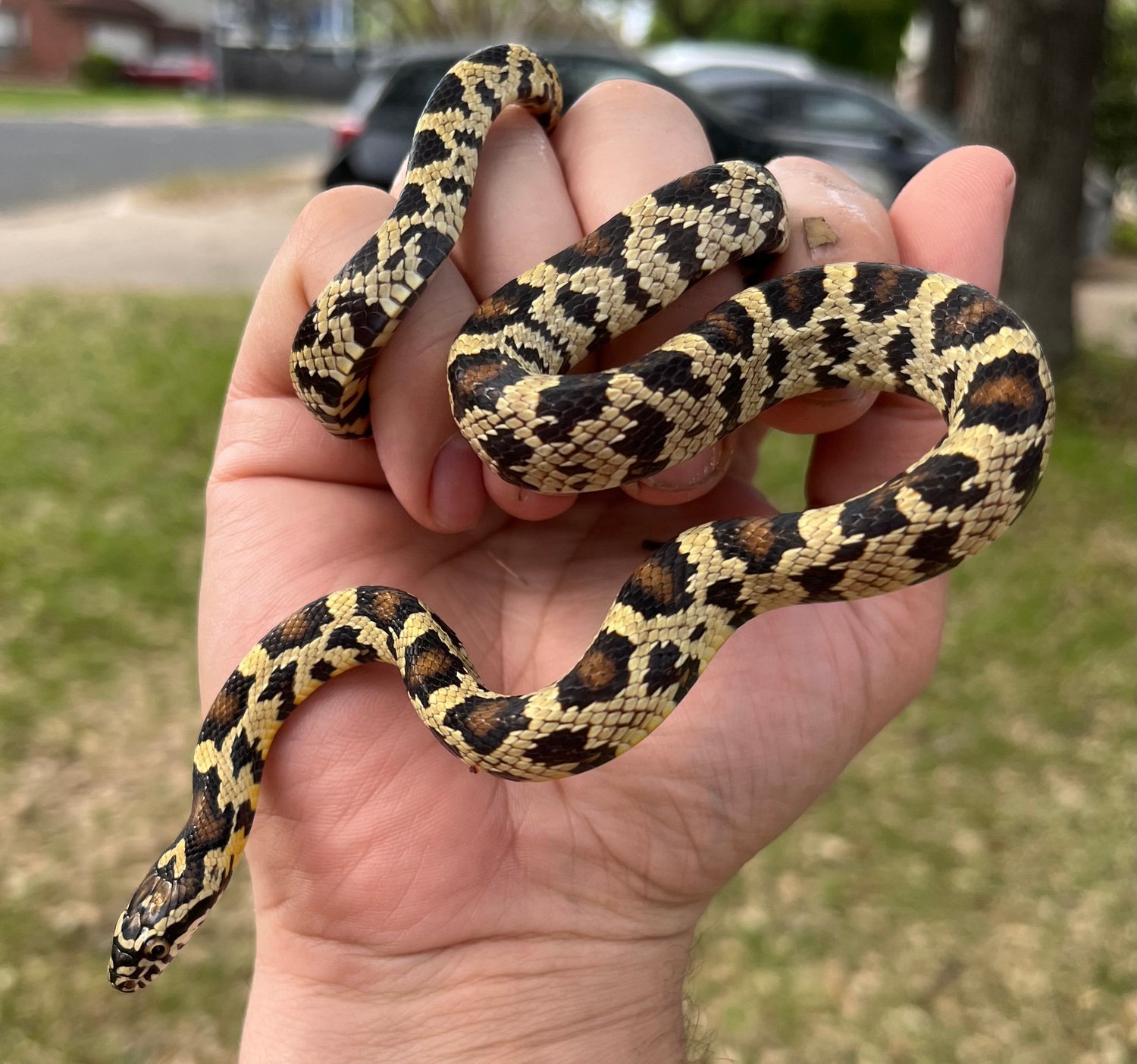 Jungle Supercorn Other Colubrid by Central Texas Reptile Co-op ...