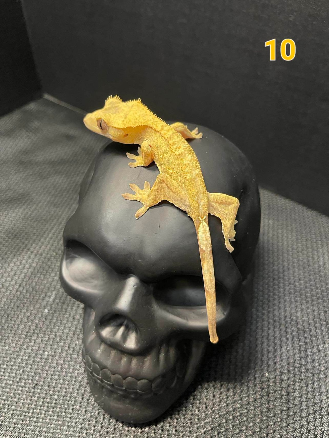 Yellow Brindle With Port Holes Crested Gecko by Central Texas Reptile ...