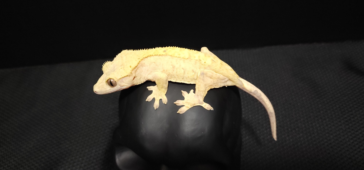 Bright Yellow Brindle Female Crested Gecko by Central Texas Reptile Co ...