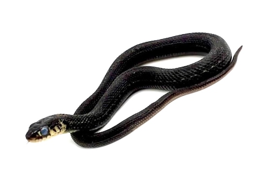 Lake Cuitzeo Garter Snake by Central Texas Reptile Co-op