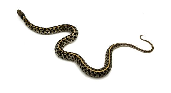 F1 Texas Checkered Garter Snake by Central Texas Reptile Co-op
