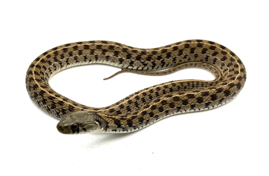 Pepper Garter Snake by Central Texas Reptile Co-op
